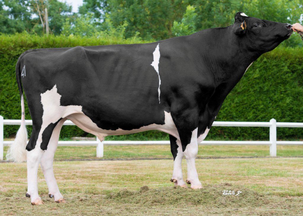 Prim'Holstein | Origenplus