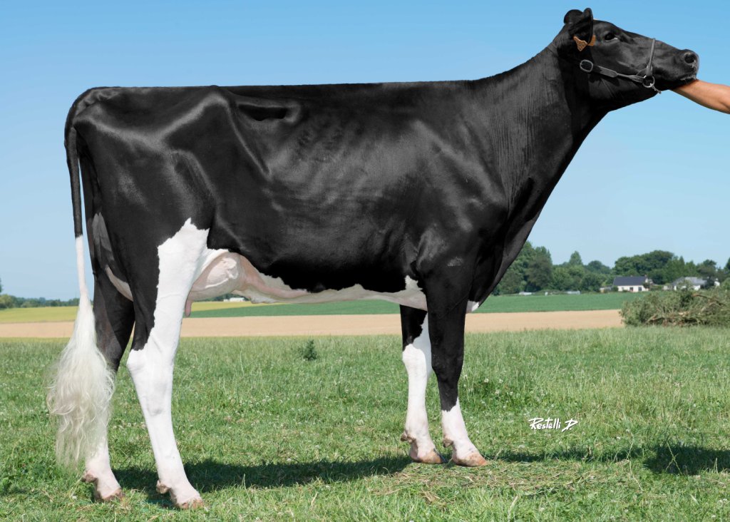 Prim'Holstein | Origenplus