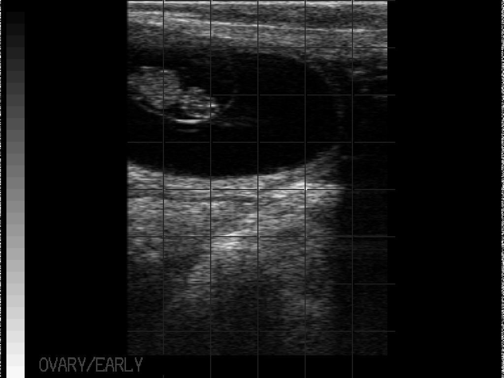 bcf easi-scan 3 bovine 38 day pregnancyOK | Origenplus